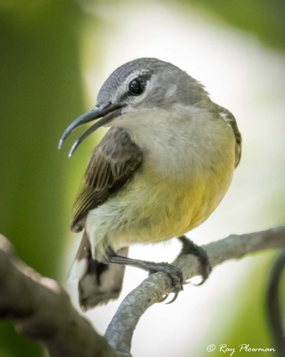 Sunbirds and their Allies | Ray Plowman