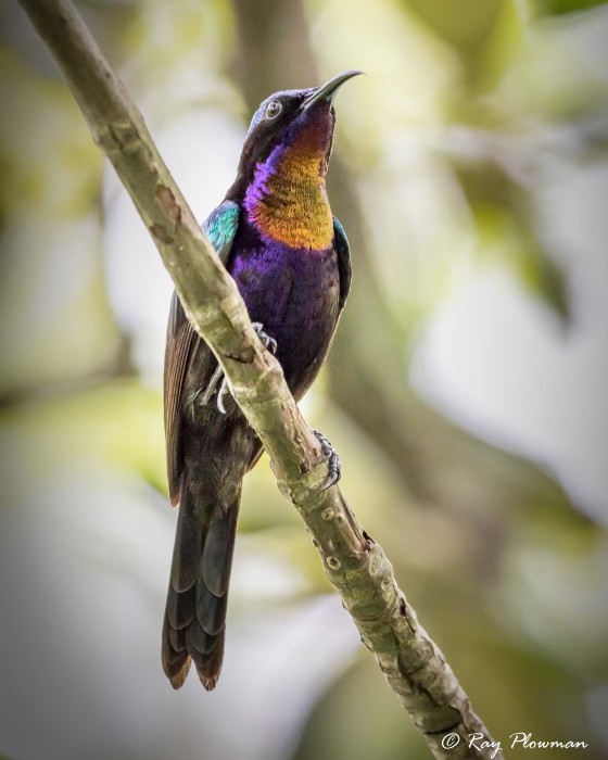 Sunbirds and their Allies | Ray Plowman