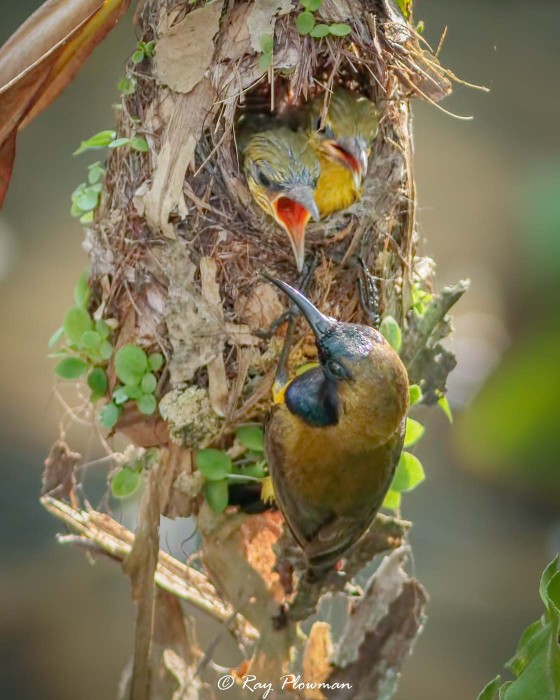 Sunbirds and their Allies | Ray Plowman