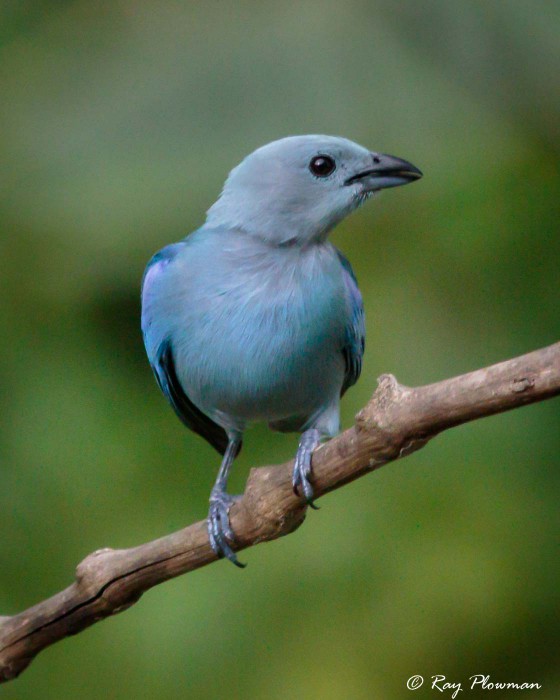 Tanagers, Cardinals and Darwin's Finches | Ray Plowman