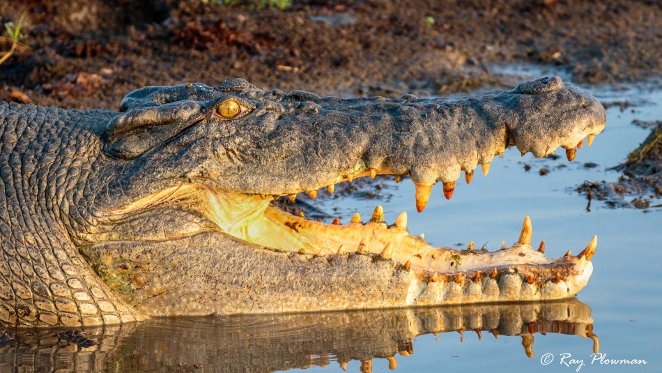 Animal Taxonomy and Photo Album Collections | Ray Plowman