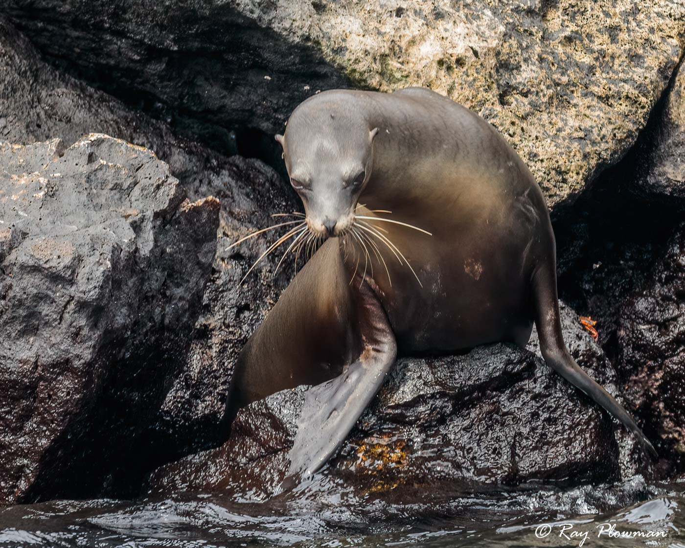 Cetaceans and Carnivores | Ray Plowman