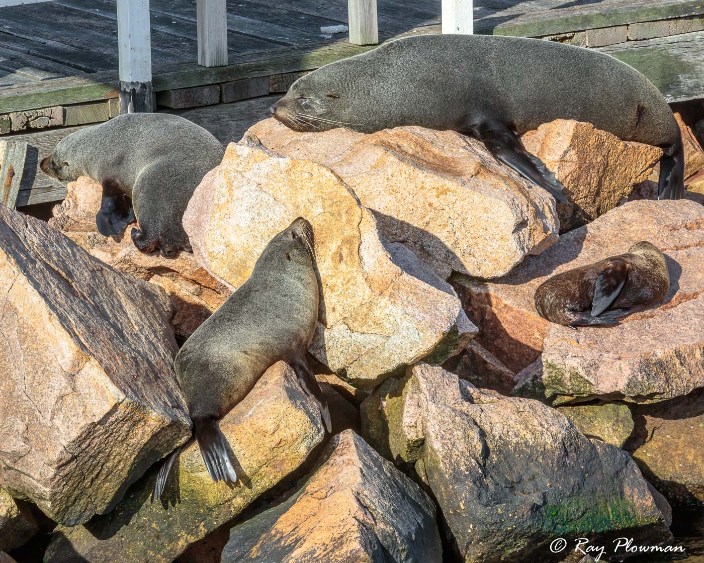 Cetaceans and Carnivores | Ray Plowman