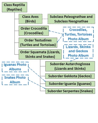 Reptiles, Amphibians and Bony Fish | Ray Plowman